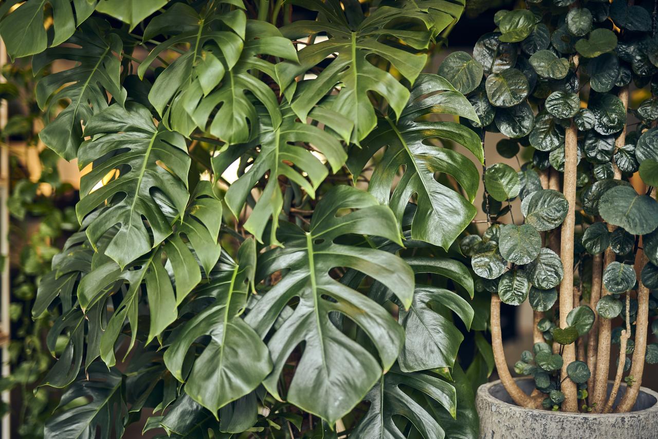 Unseen Studio - Shape Studio