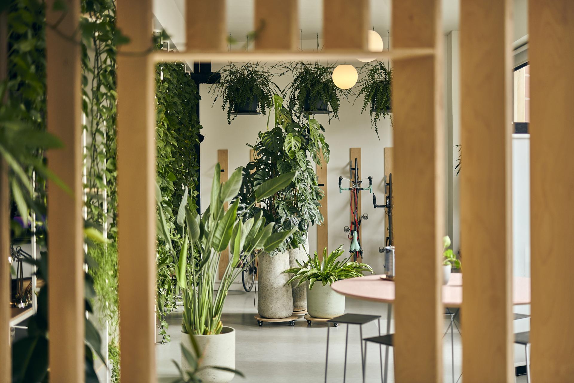 Shape Jungle - Shape Studio