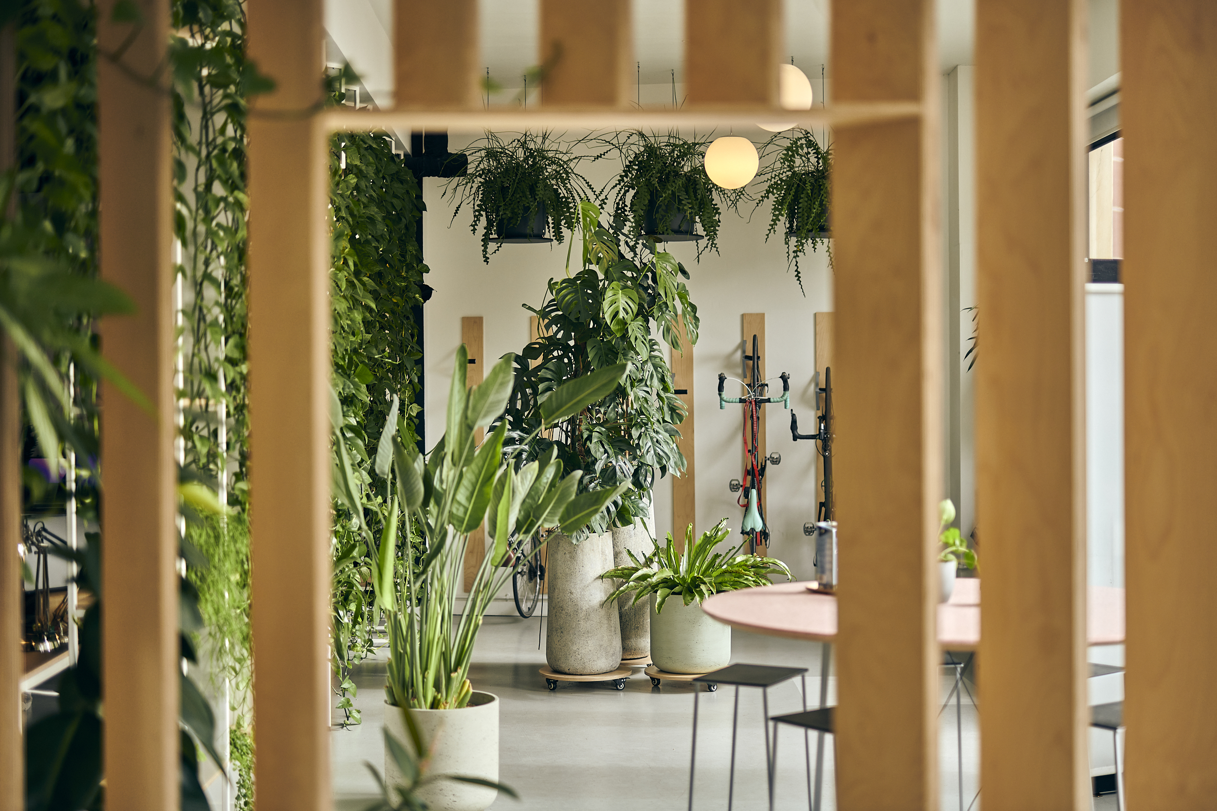 Shape Jungle - Shape Studio