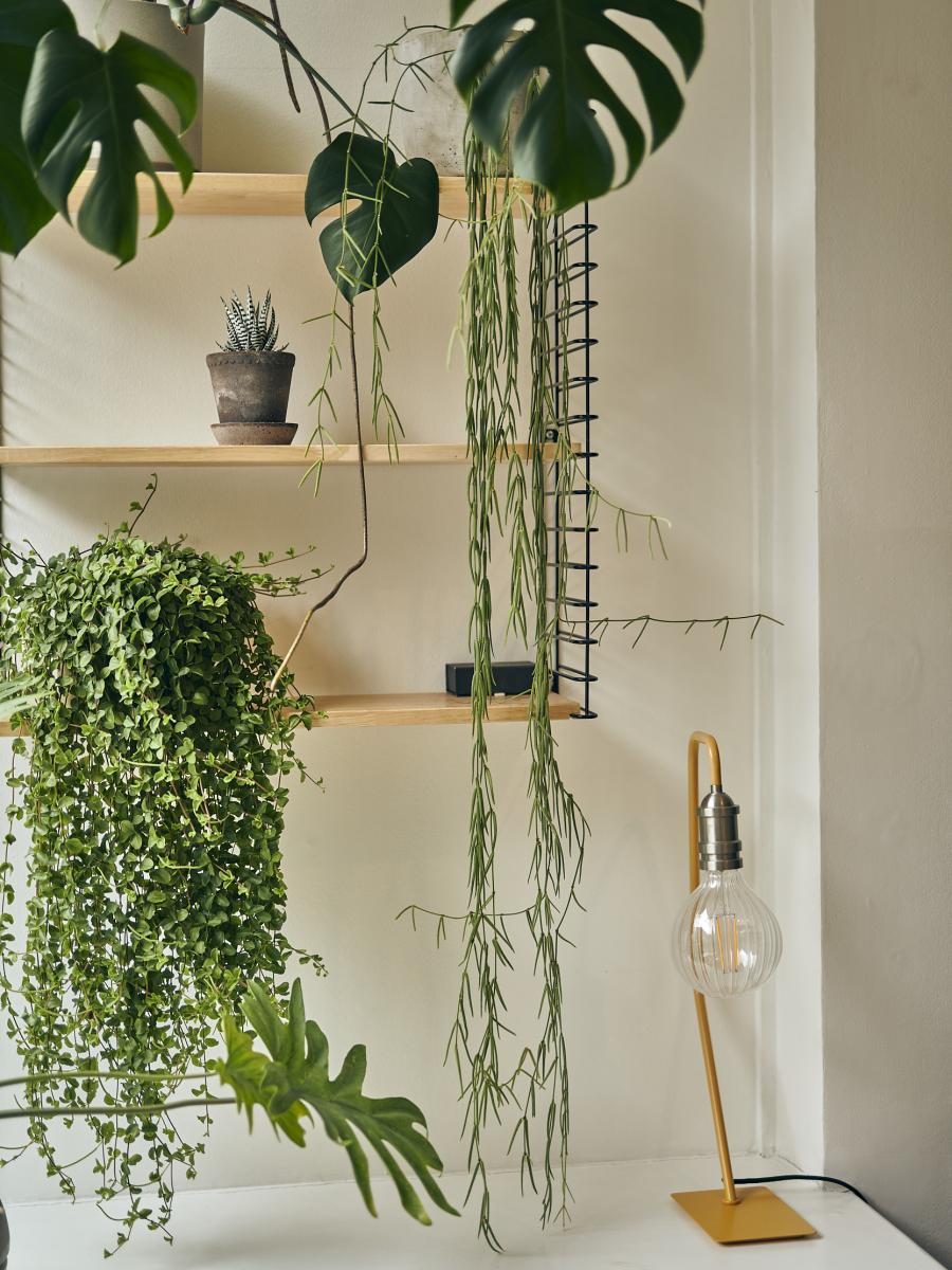 Shape Jungle - Shape Studio