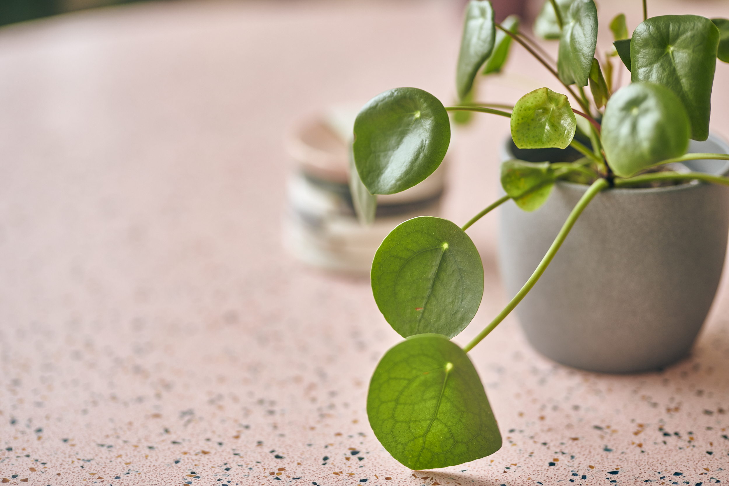 Shape Jungle - Shape Studio