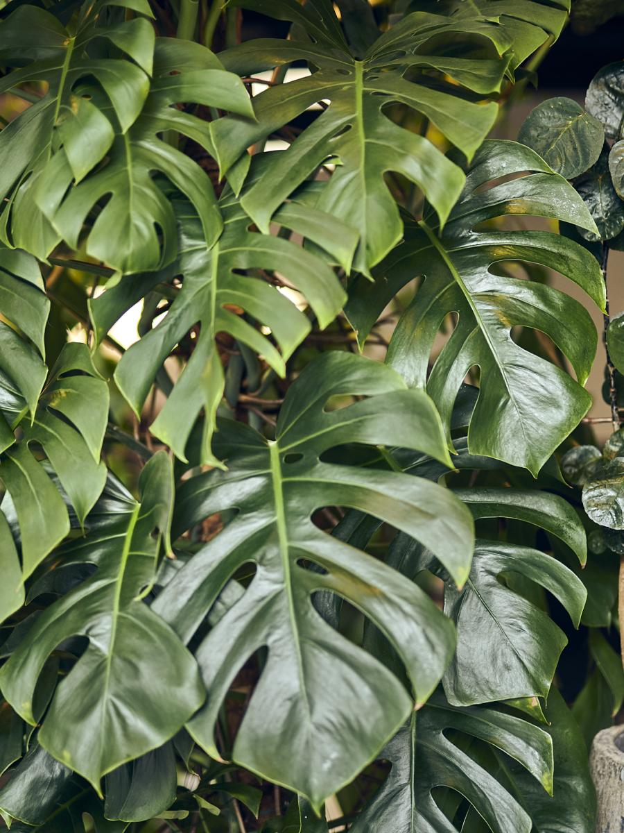 Shape Jungle - Shape Studio